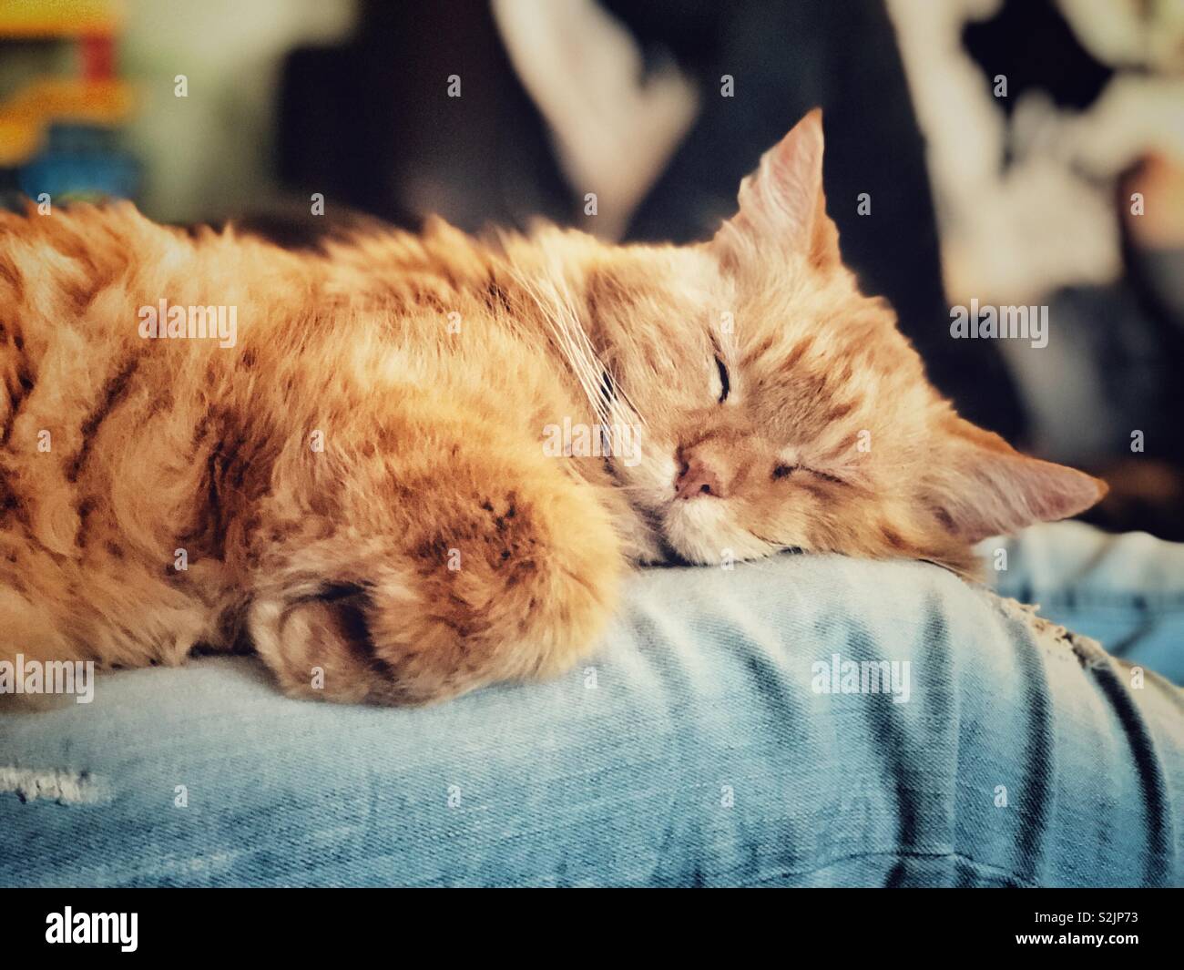 Orange pet tabby cat sleeping on girl’s denim leg Stock Photo - Alamy