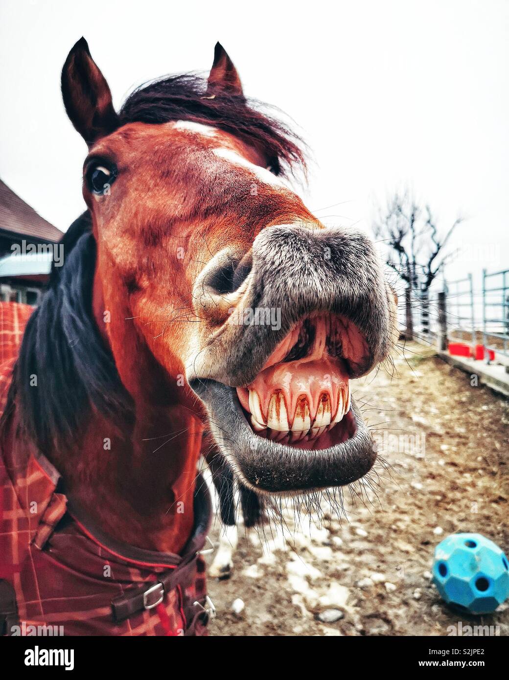 Grinning horse hi-res stock photography and images - Alamy