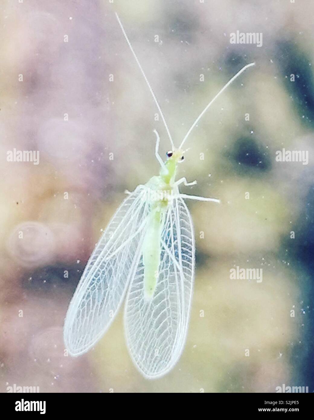 Cute winged insect Stock Photo - Alamy