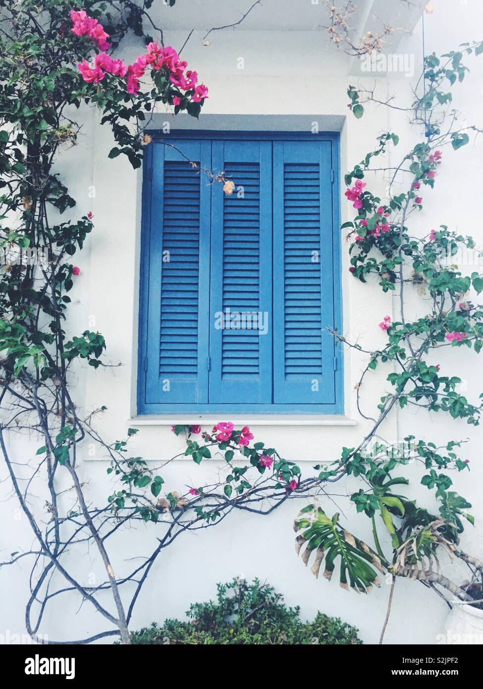 Blue window shutters with white wall, pink flowers and green leaves on ...