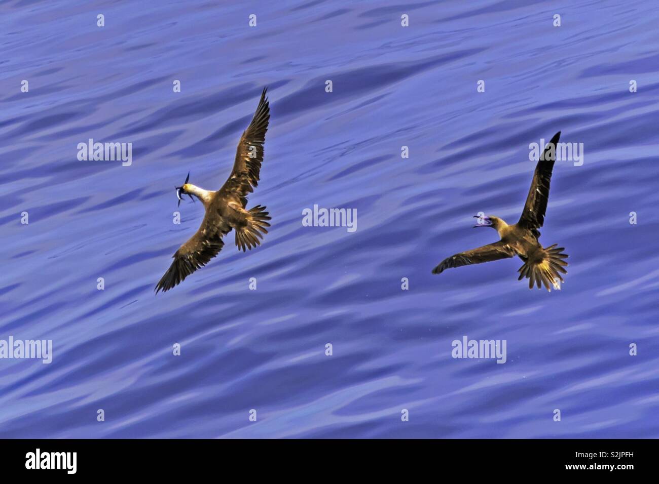 Seagulls catching flying fish Stock Photo - Alamy