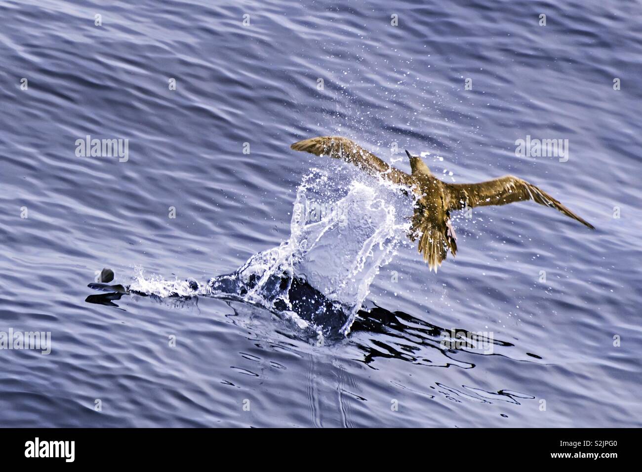 Fish chasing hi-res stock photography and images - Alamy