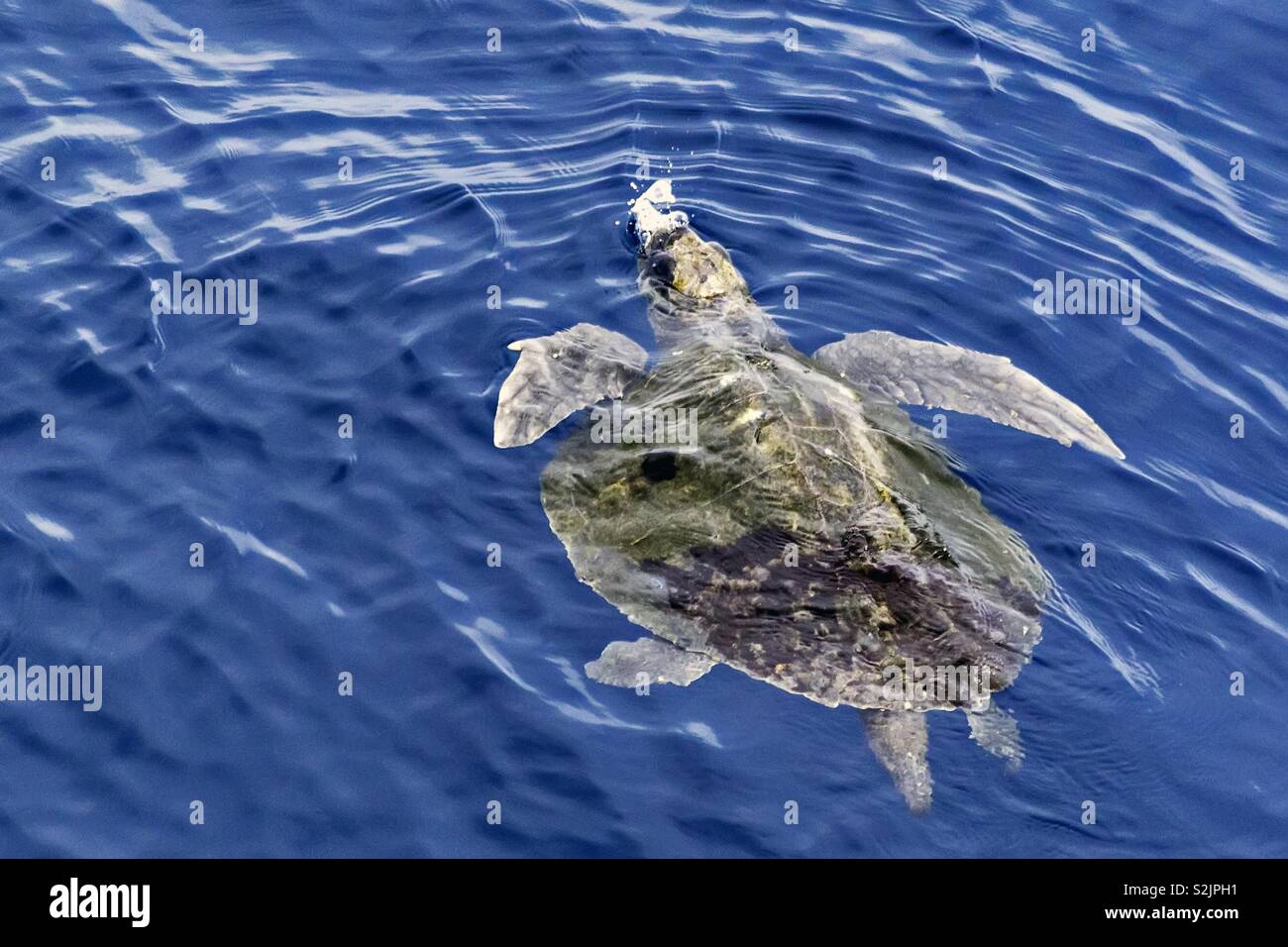 Ocean turtle swimming at sea water surface Stock Photo - Alamy