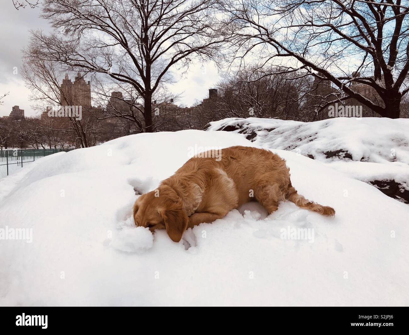 Golden retriever digging hi-res stock photography and images - Alamy