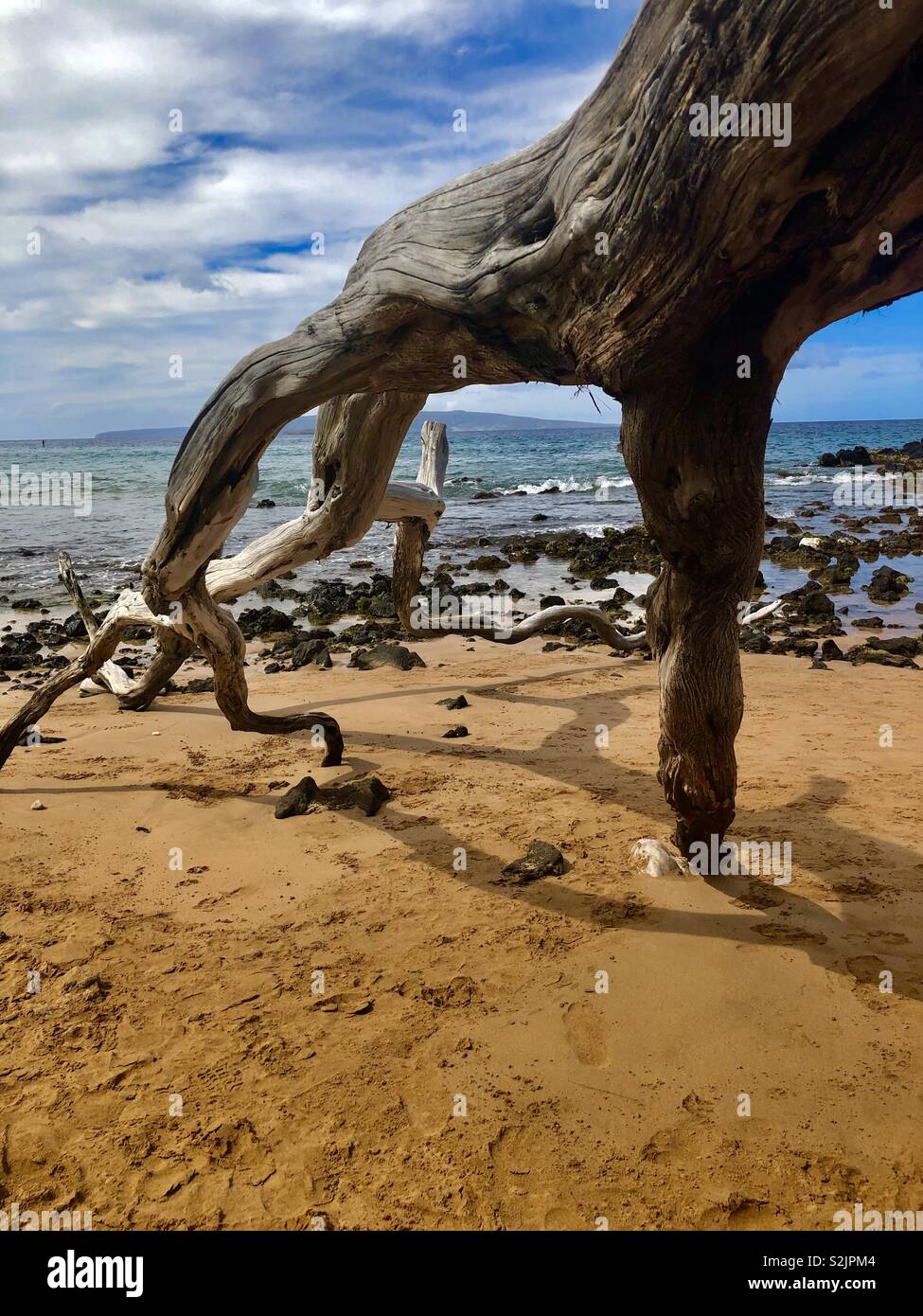 Tree grabbing beach Stock Photo - Alamy
