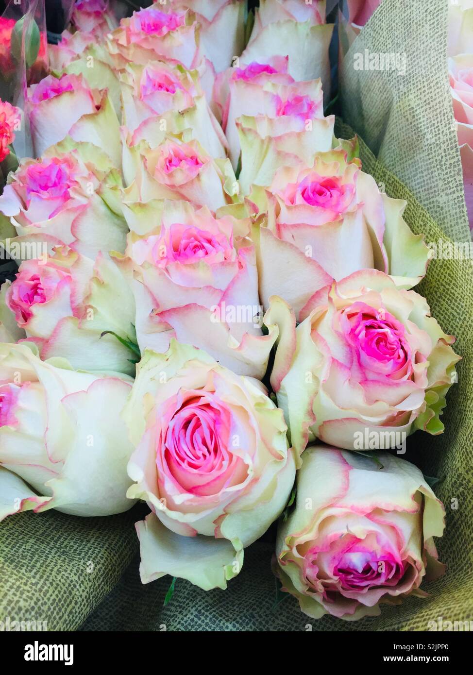 Roses in a row Stock Photo - Alamy
