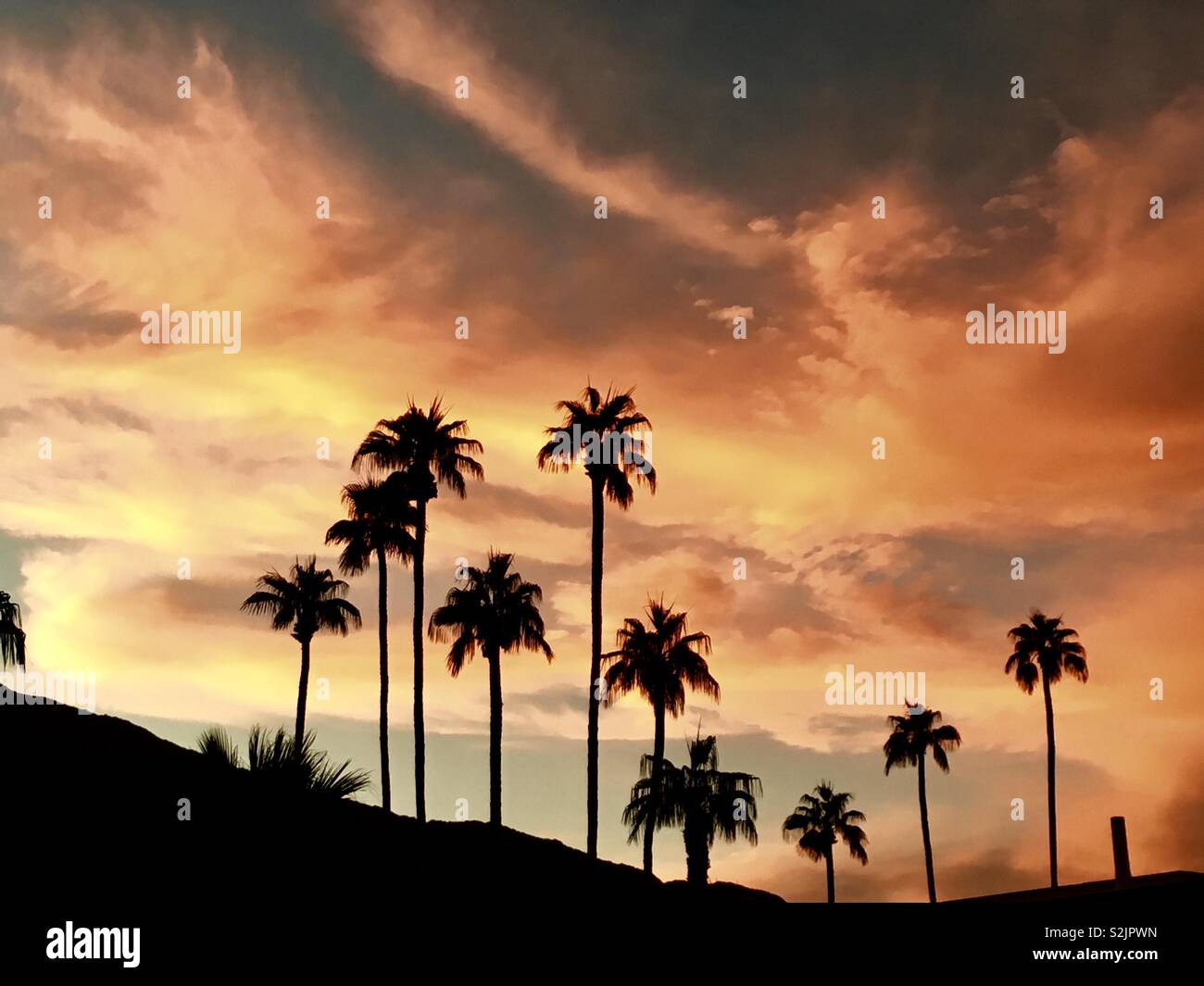 Orange palms hi-res stock photography and images - Alamy