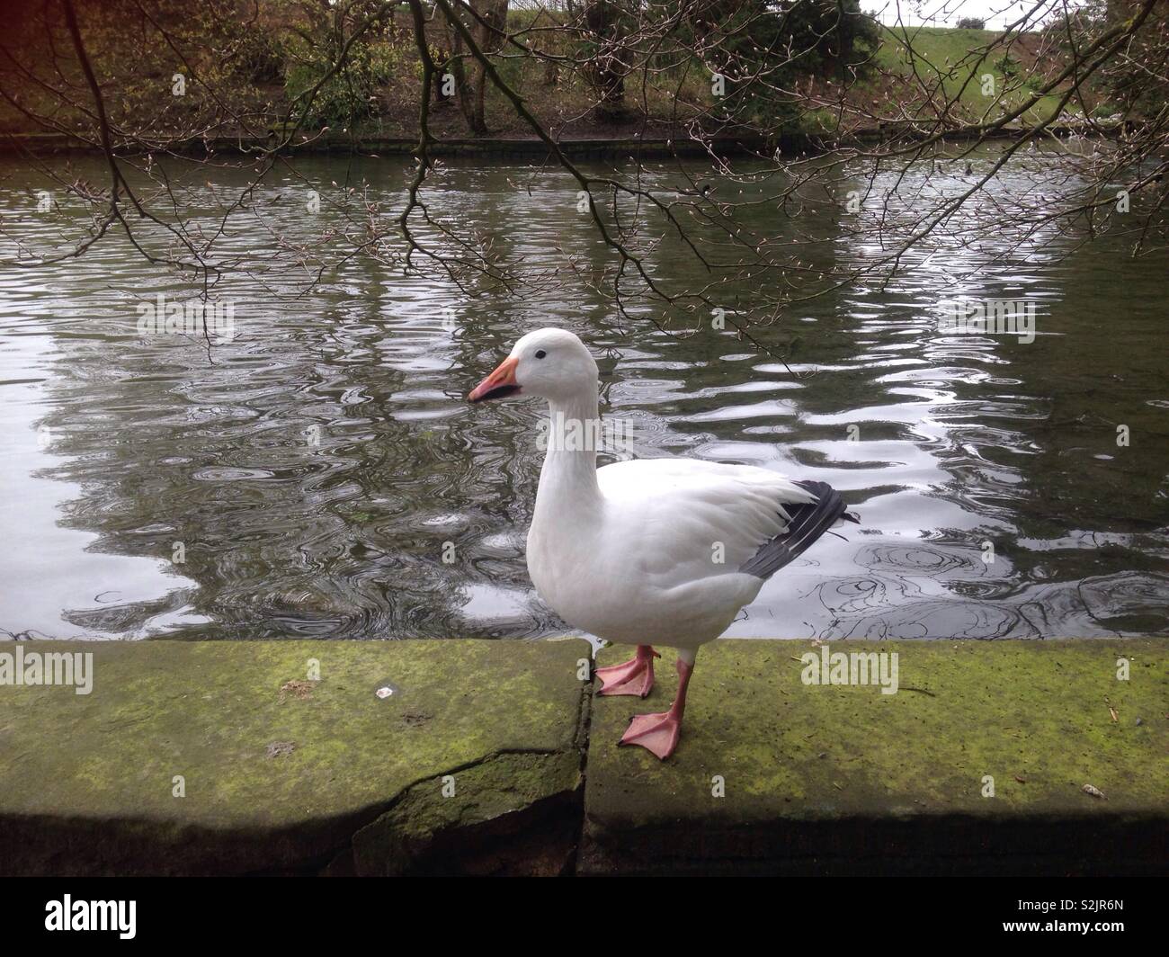 Duck Out Of Water High Resolution Stock Photography and Images - Alamy