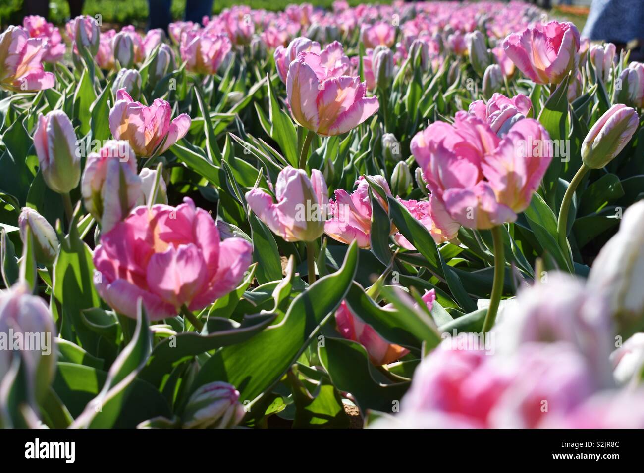 Bloomed tulips hi-res stock photography and images - Alamy Bloomed tulips hi-res stock photography and images - Alamy