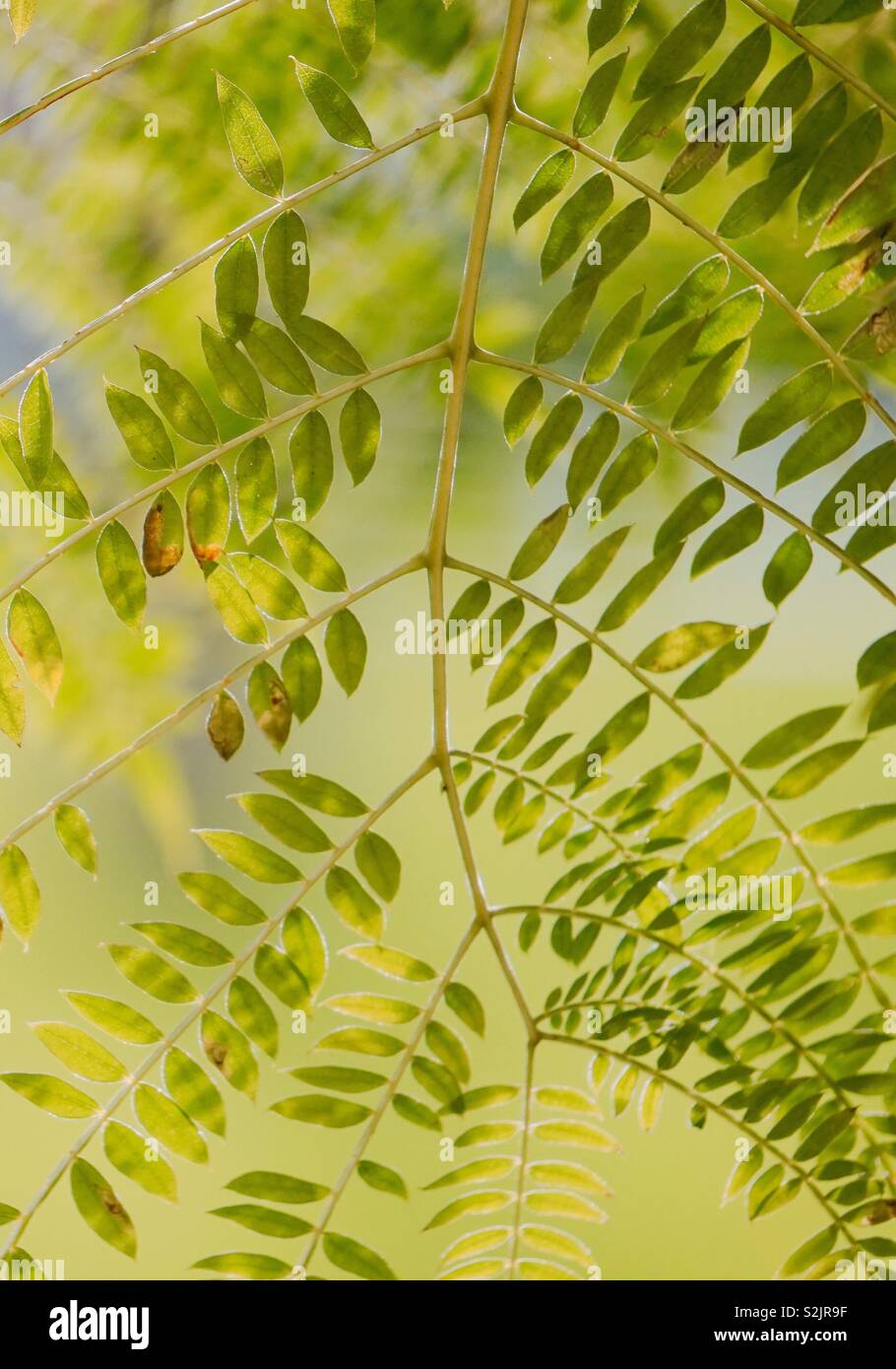 green tree leaves Stock Photo - Alamy