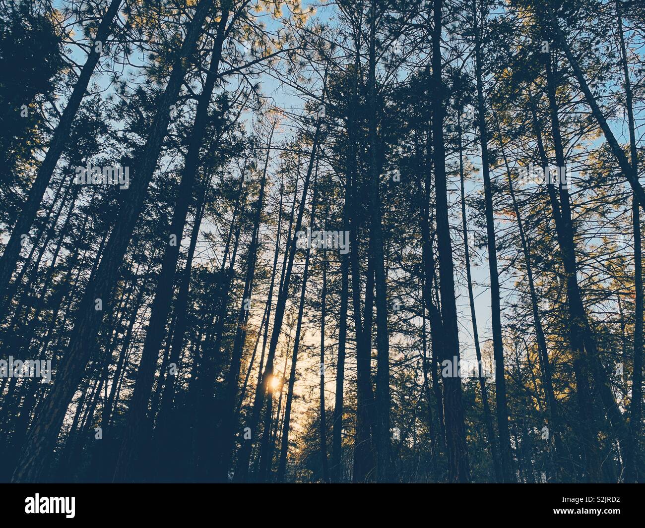 Sunset through the trees of an evergreen forest Stock Photo - Alamy