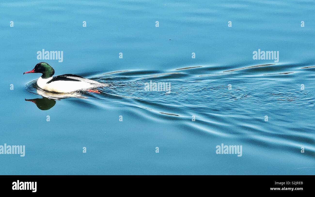 Duck speeding across lake Stock Photo - Alamy