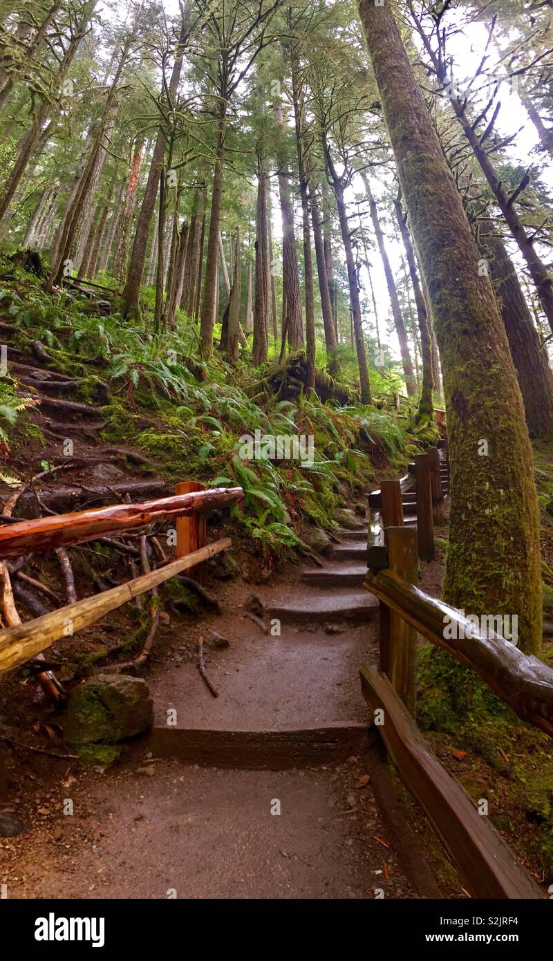 Path and stairs through Olympic national park, Washington Stock Photo ...