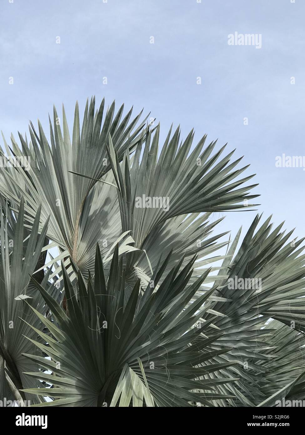 Giant palm trees hi-res stock photography and images - Alamy