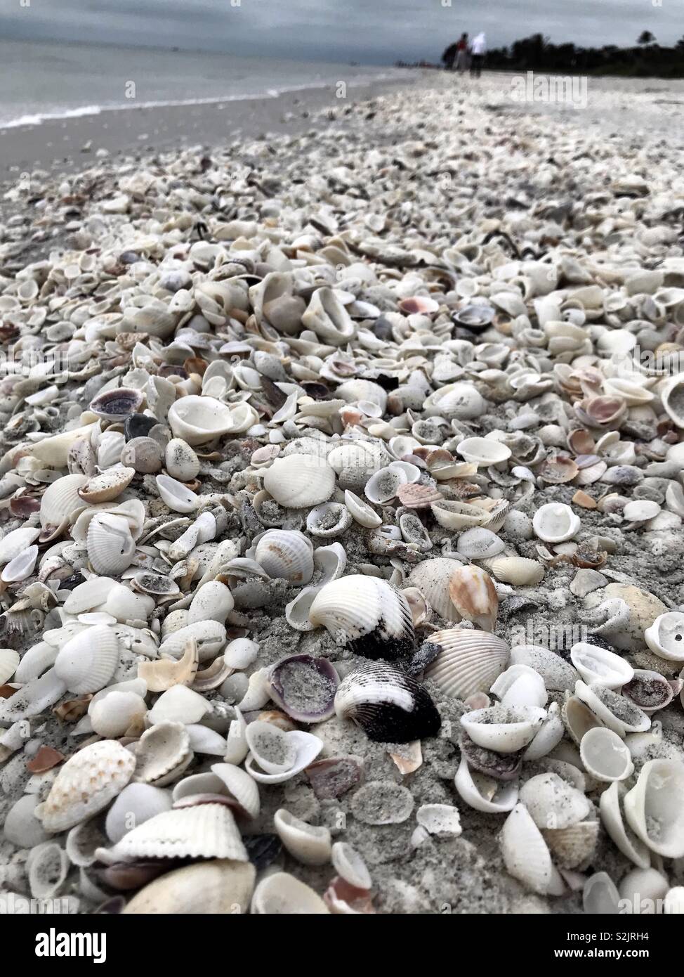Sanibel island florida and shells hi-res stock photography and images ...