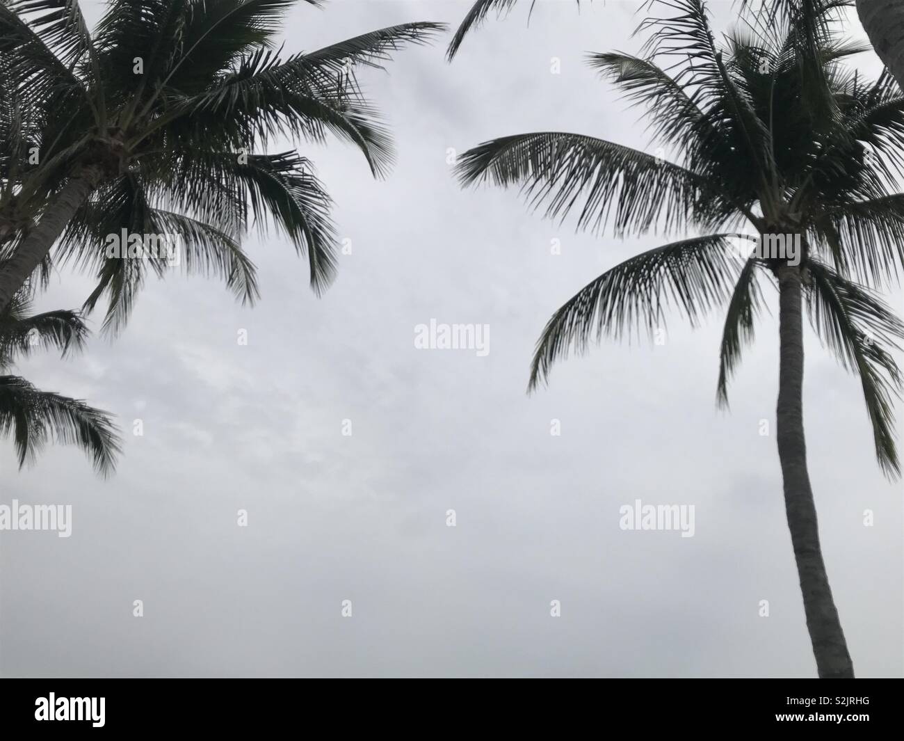 Two tropical palm trees Stock Photo - Alamy