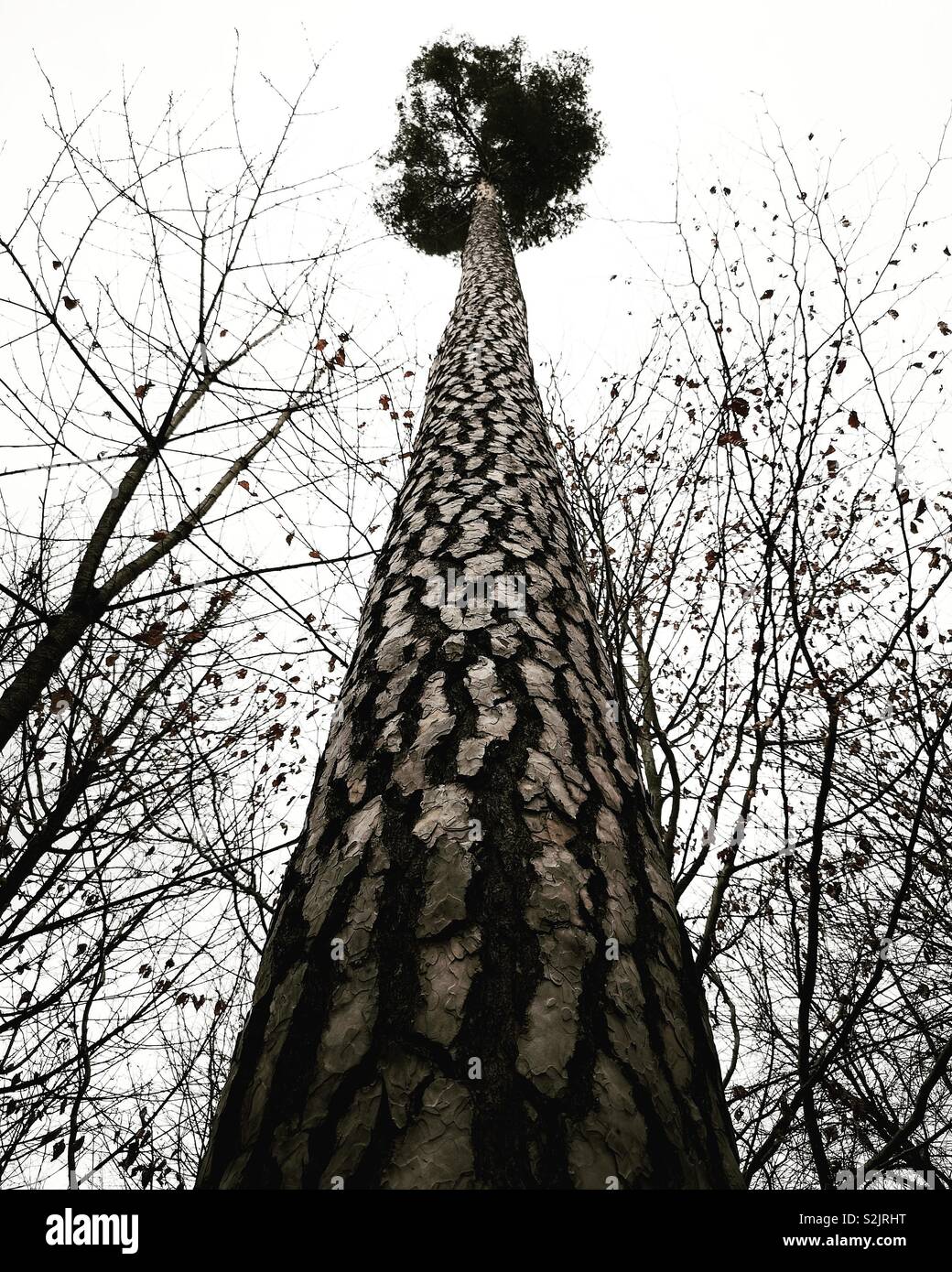 Tall straight tree Stock Photo - Alamy