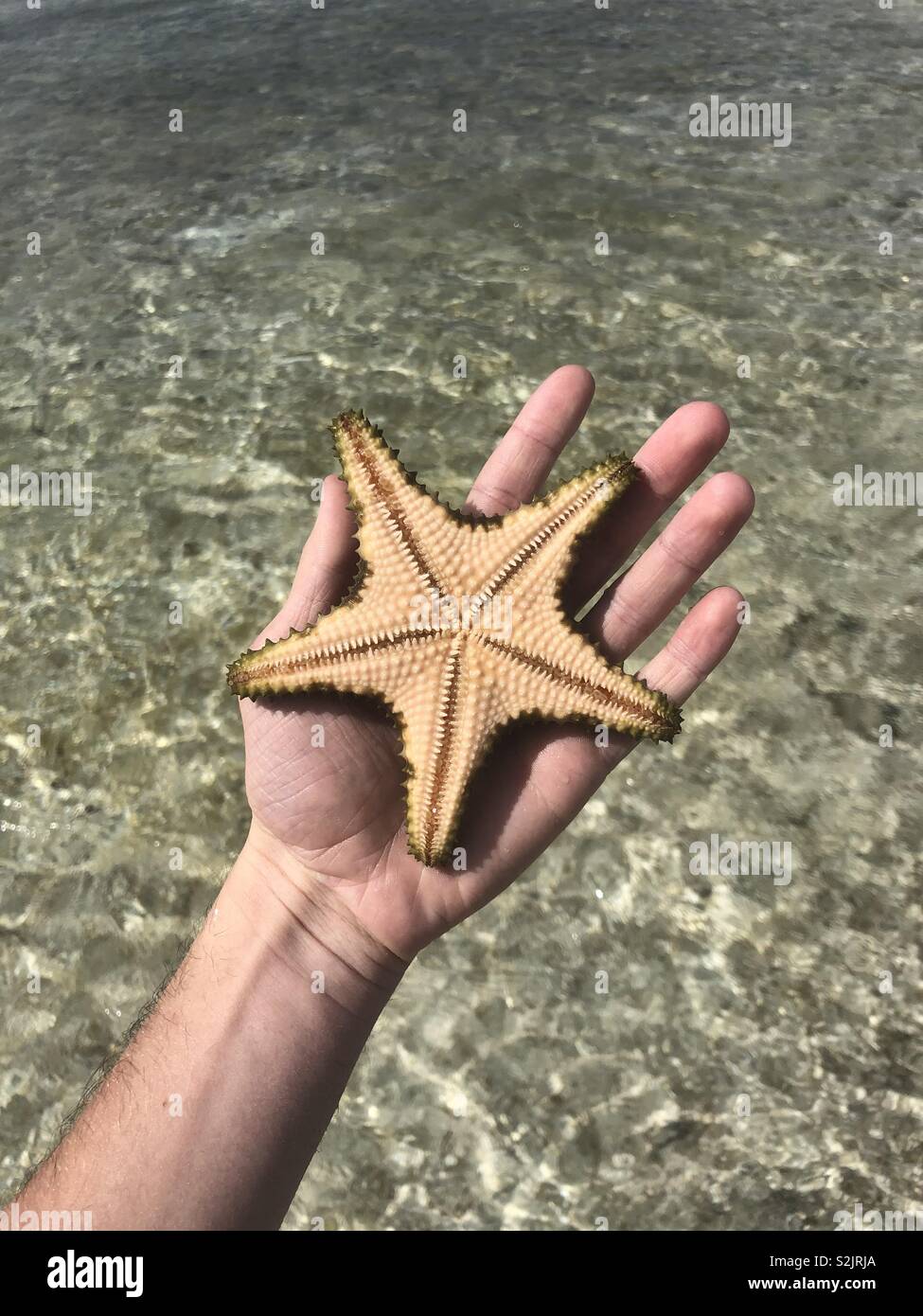Starfish ocean hi-res stock photography and images - Alamy