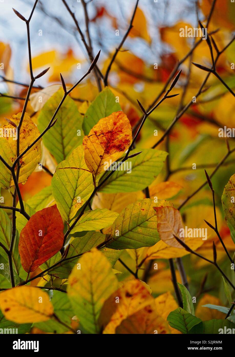 colorful tree leaves Stock Photo - Alamy