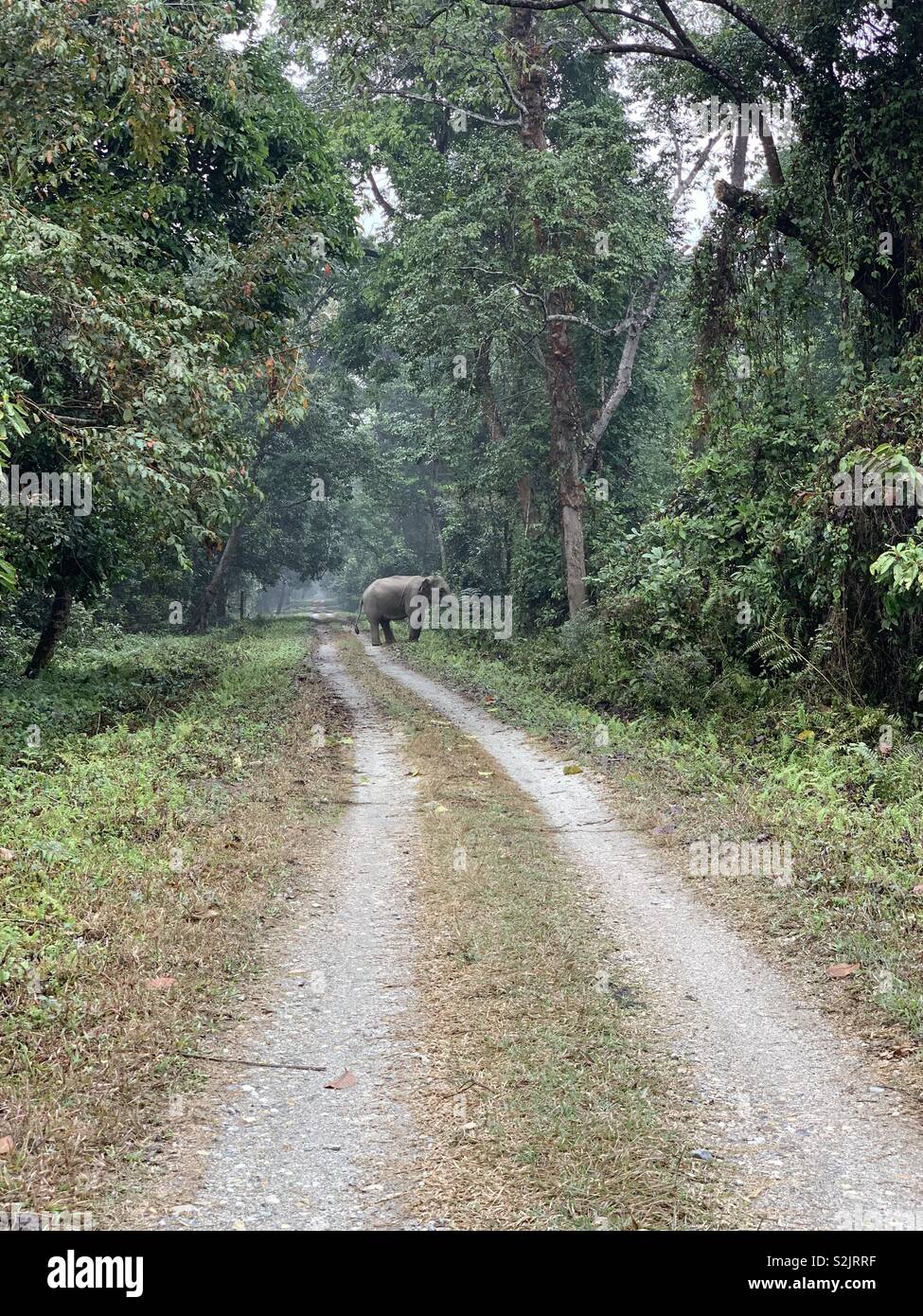 Rogue elephant spotted Stock Photo - Alamy