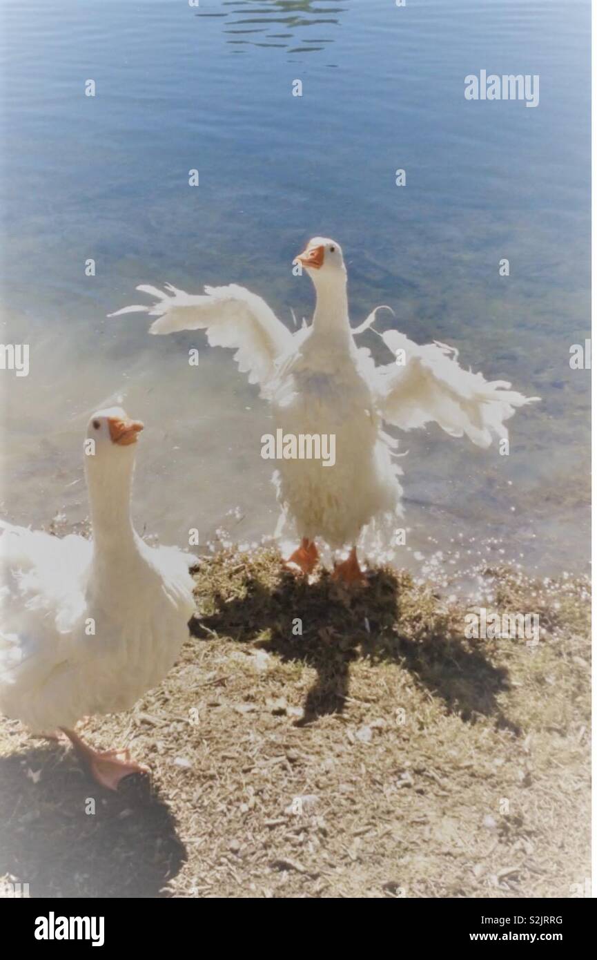 Wet duck hi-res stock photography and images - Alamy