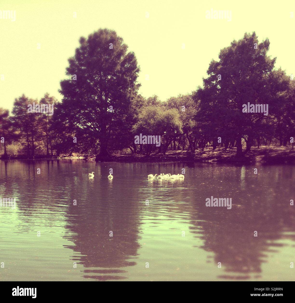 Day at the pond Stock Photo - Alamy