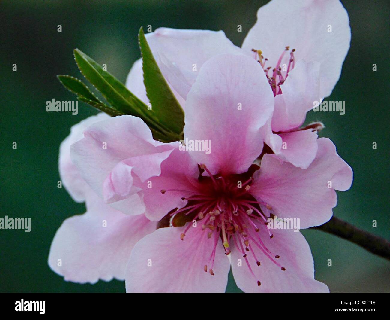 Pretty pink cherry blossom up close in the afternoon Stock Photo - Alamy