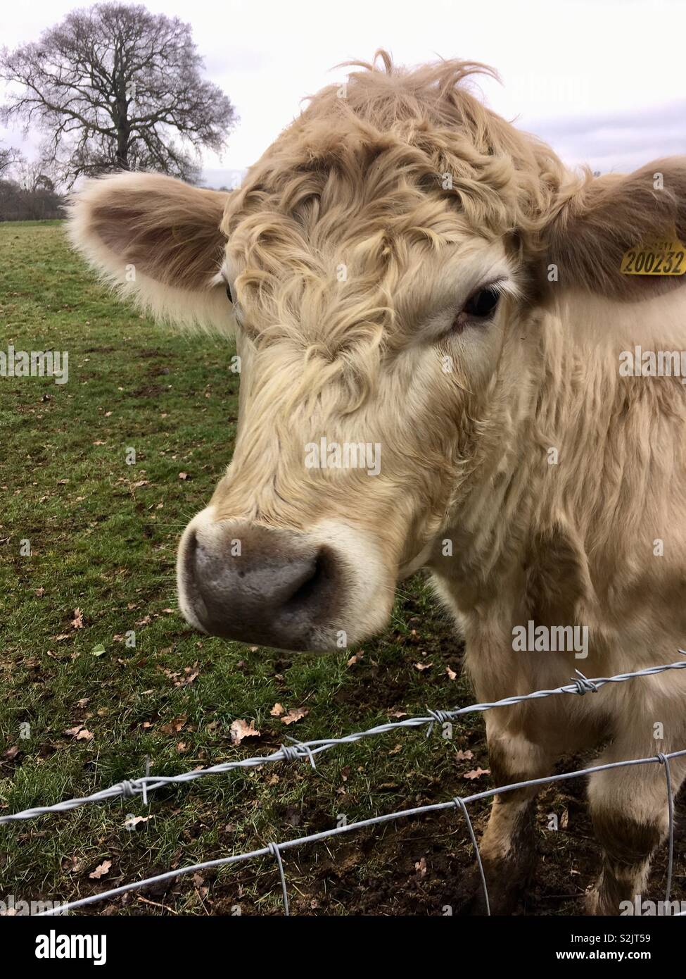 Cattle portrait hi-res stock photography and images - Alamy