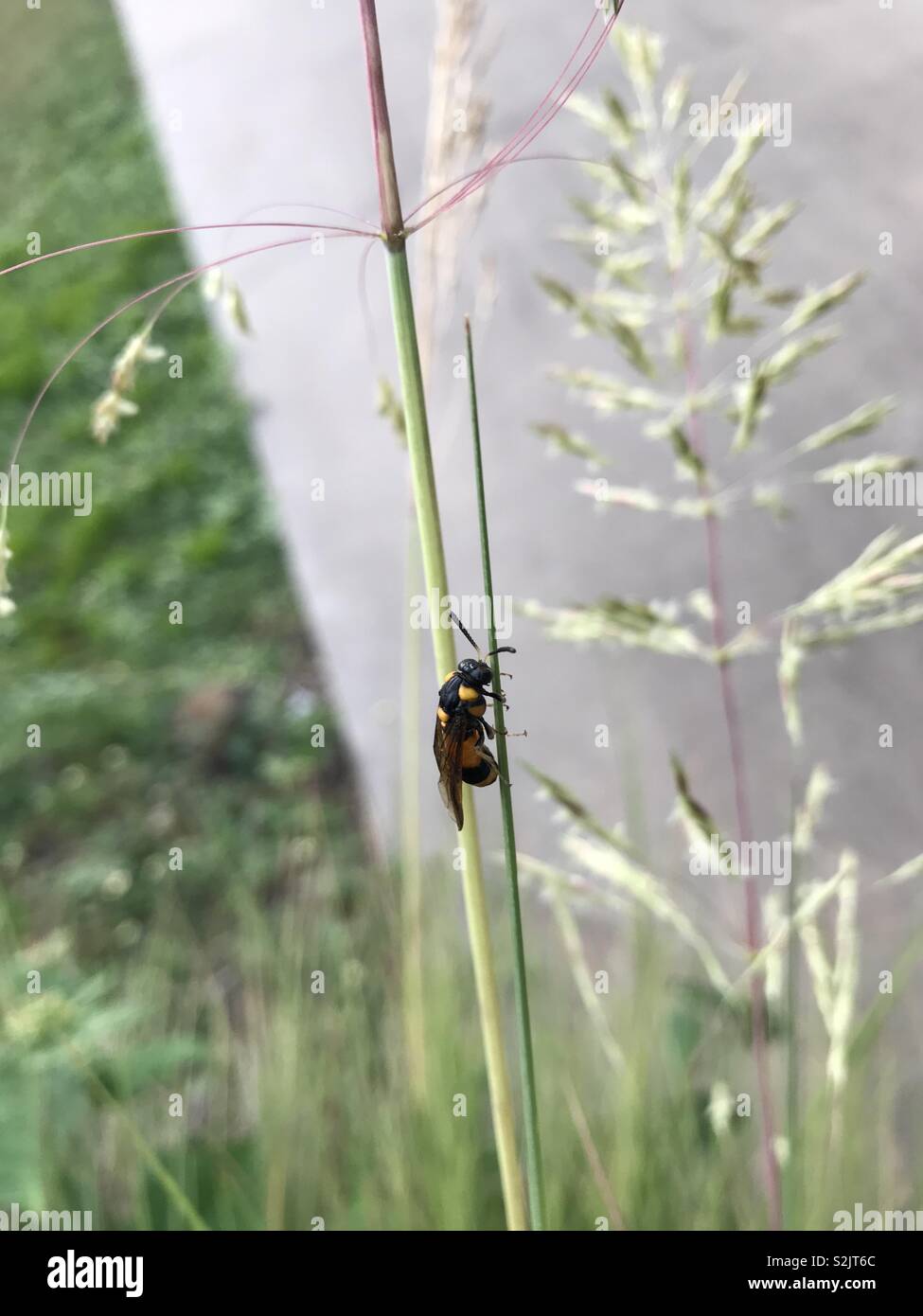Bug insect grass seeds hi-res stock photography and images - Alamy
