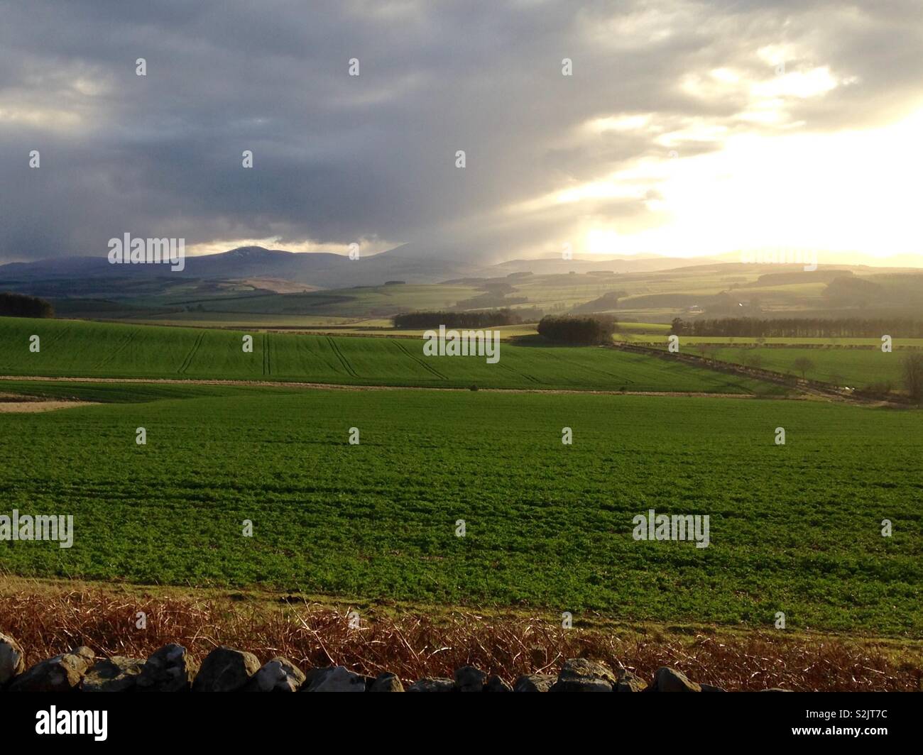 Cheviots hi-res stock photography and images - Alamy