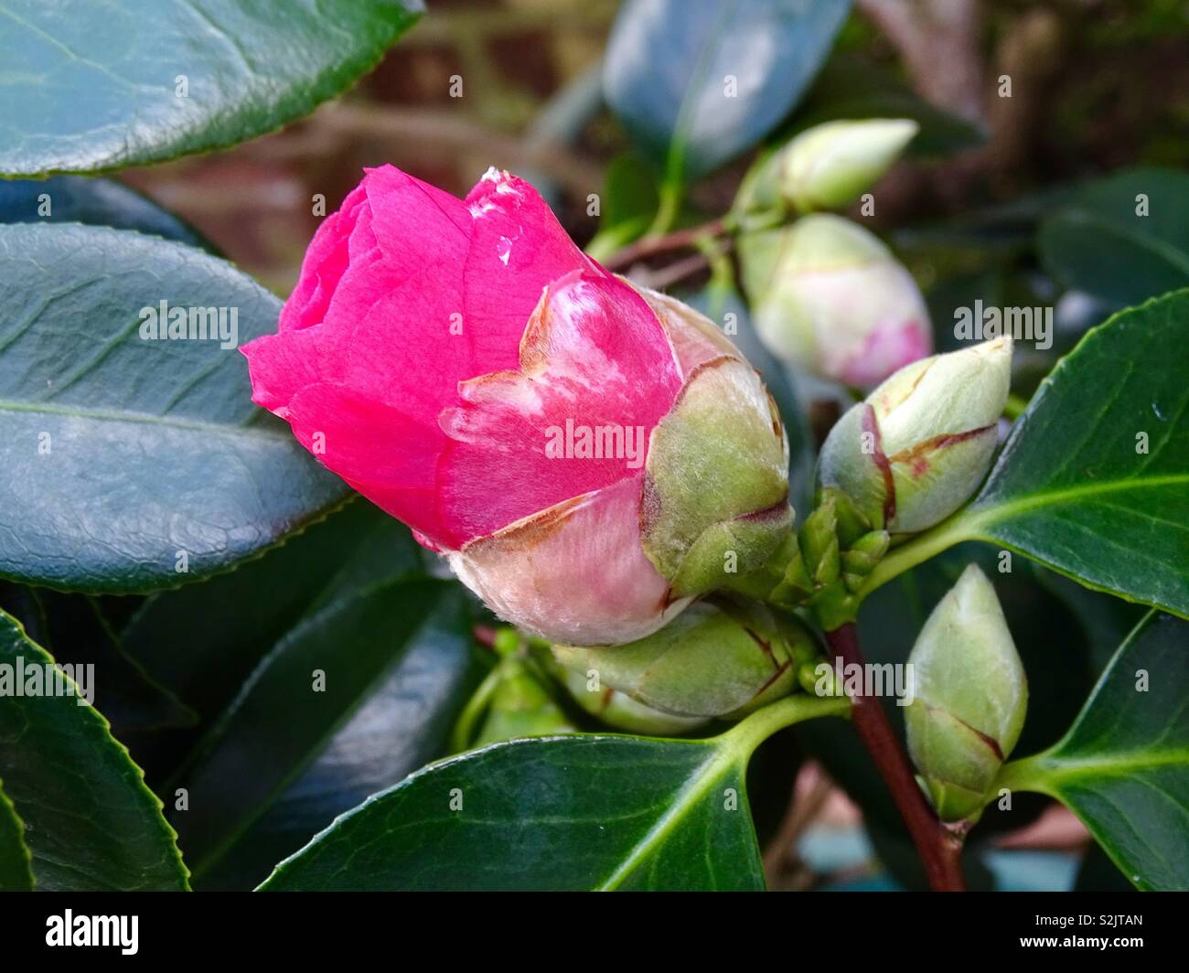 Beautiful flower buds hi-res stock photography and images - Alamy