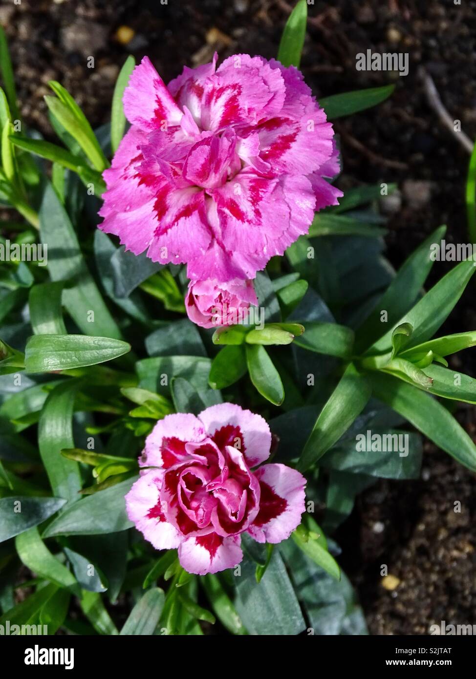 Beautiful springtime flowers hi-res stock photography and images - Alamy