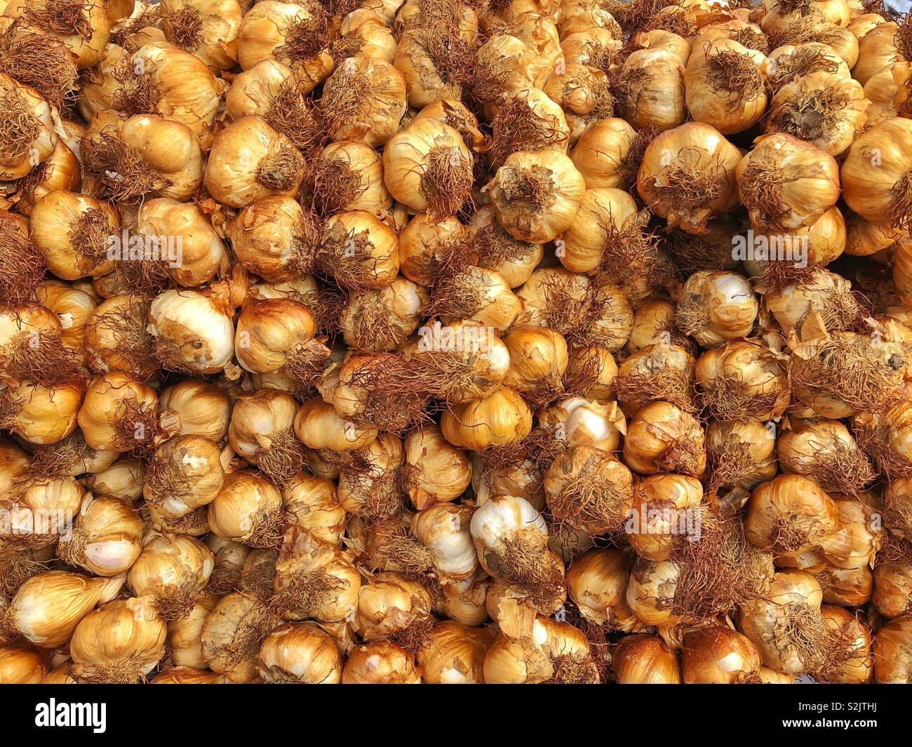 French garlic hi-res stock photography and images - Alamy