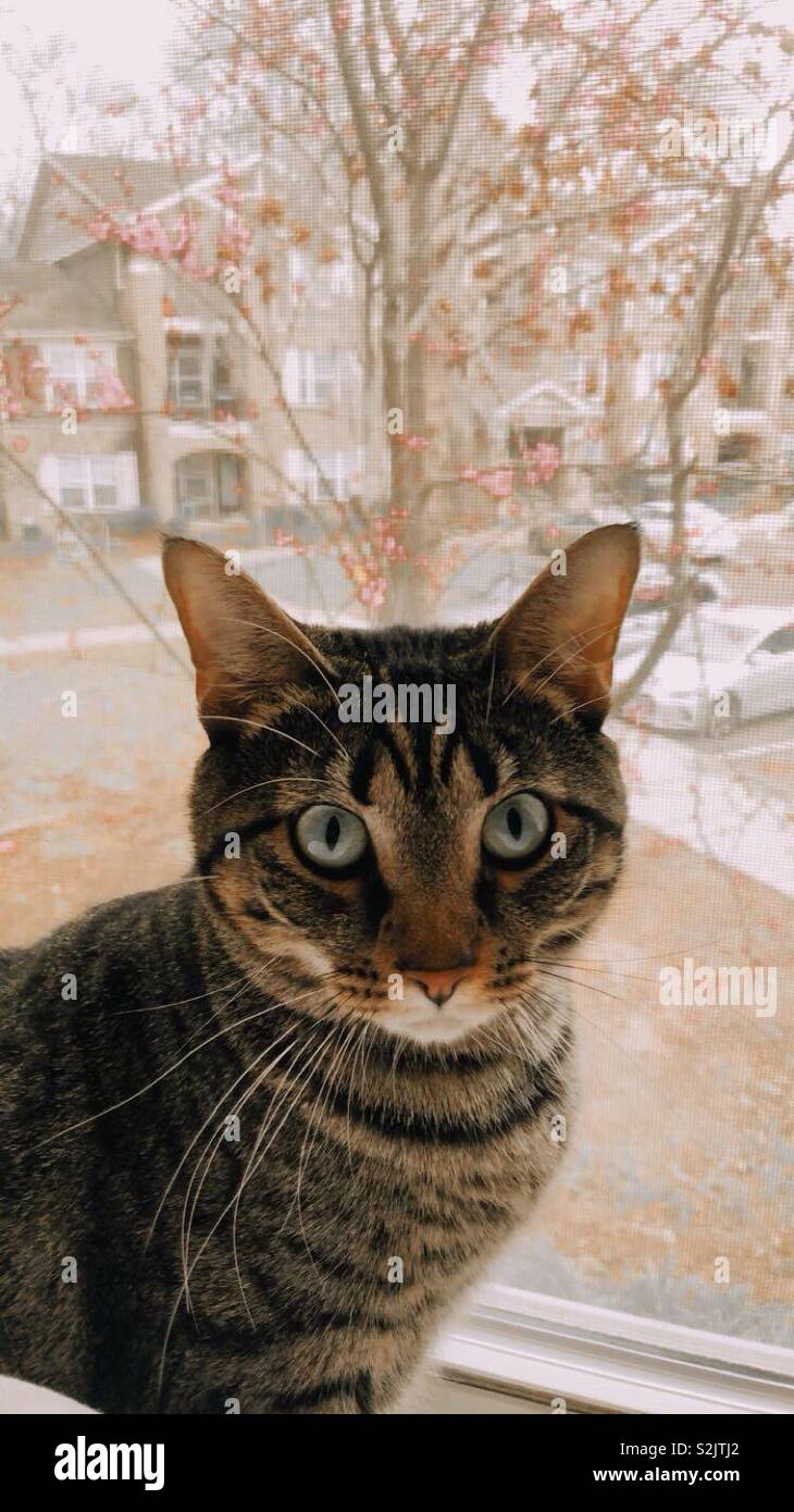 Meow meow hi-res stock photography and images - Alamy