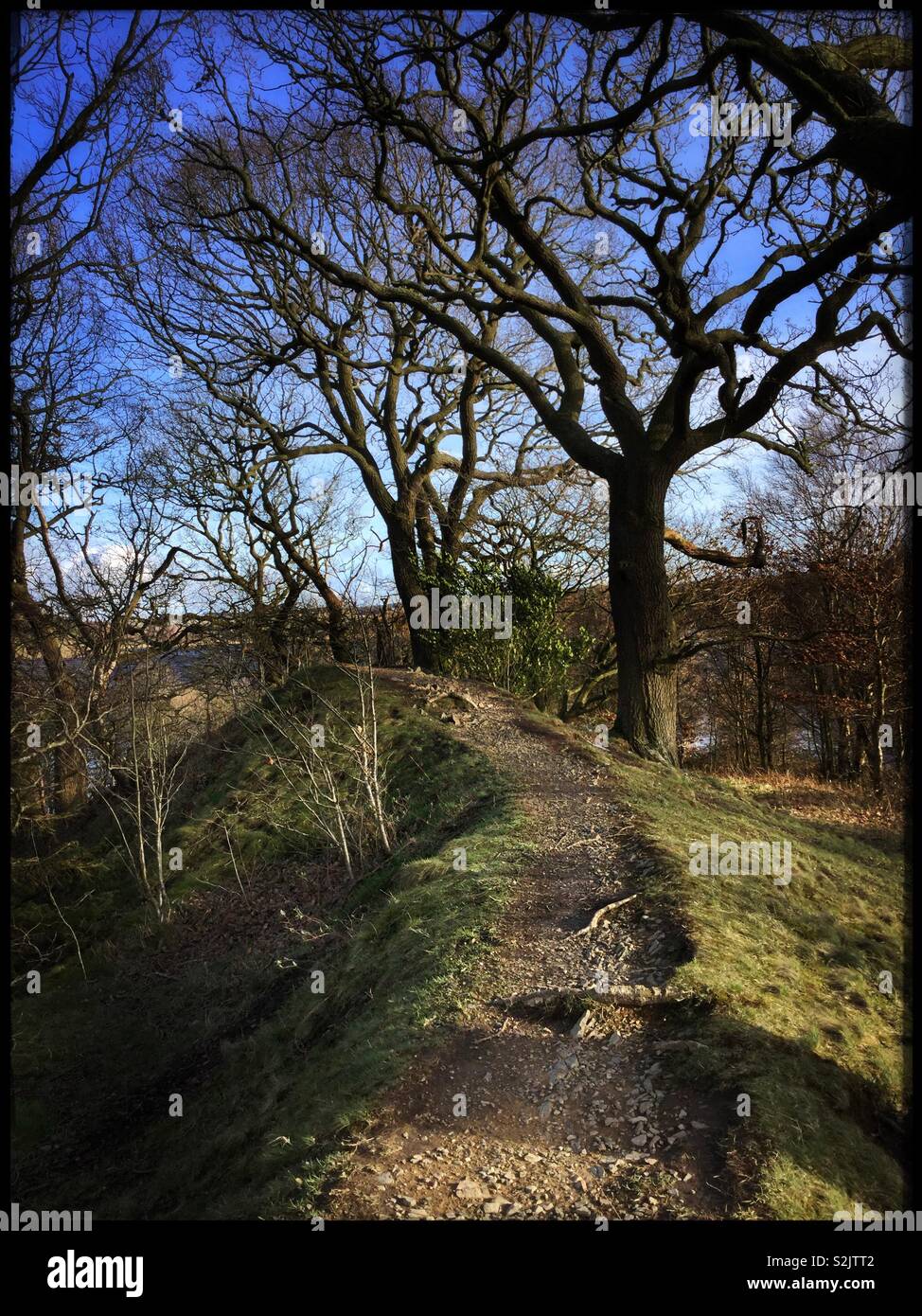Woodland walk along the Swinsty and Fewston Reservoir walk, Yorkshire ...