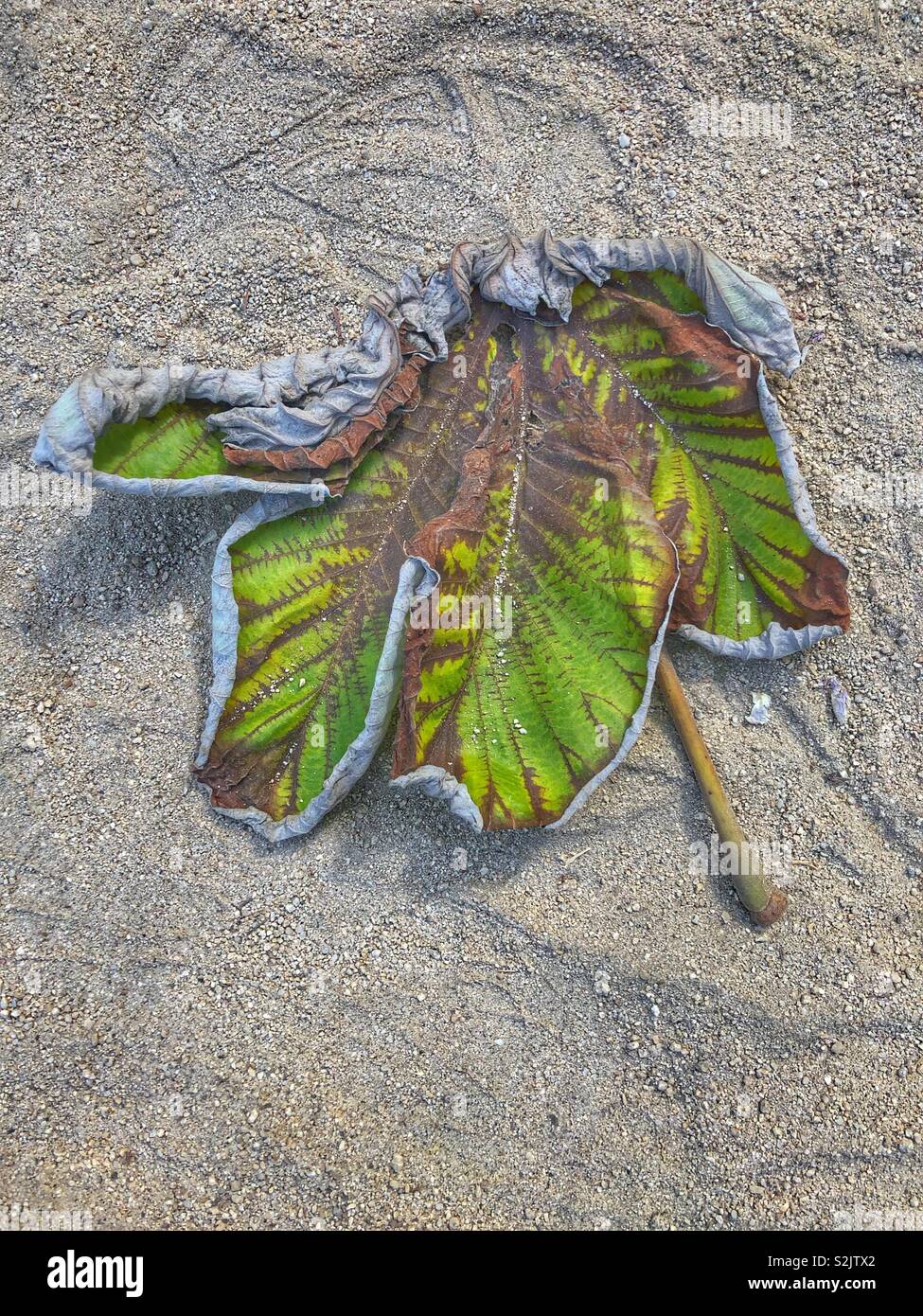 A fallen leaf on the ground Stock Photo - Alamy