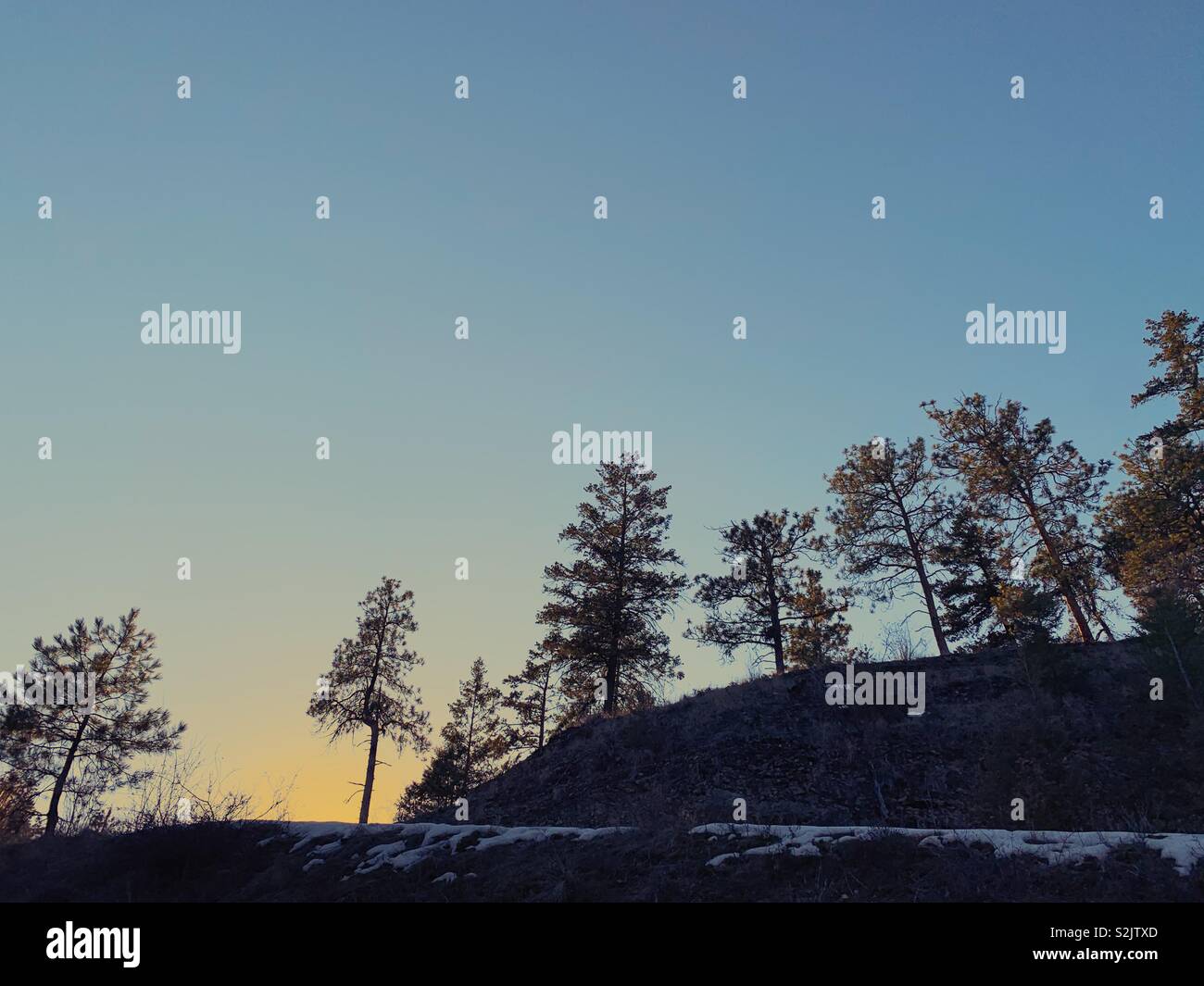Evergreen trees on a mountain ridge with sun setting Stock Photo - Alamy