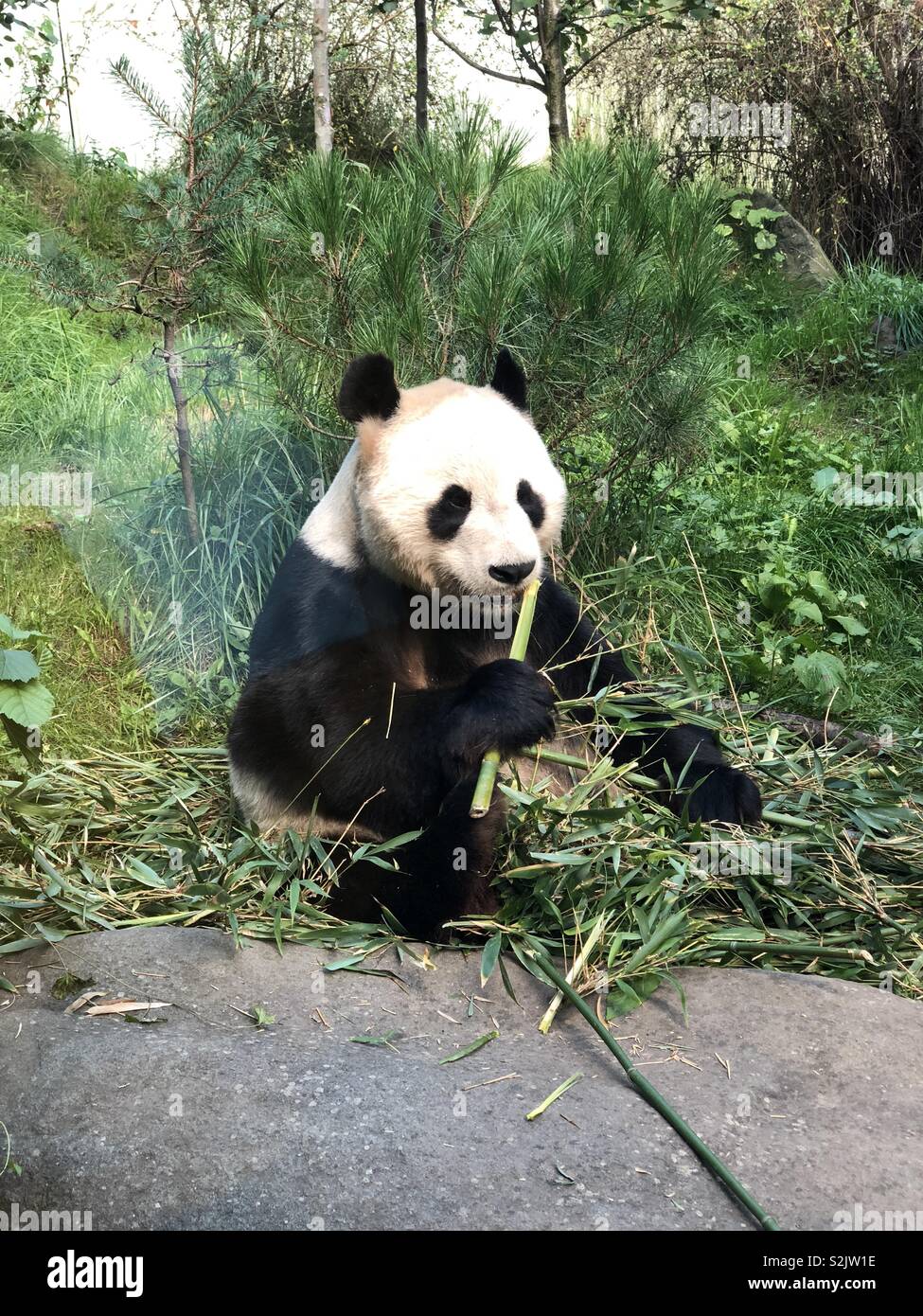 Panda edinburgh zoo hi-res stock photography and images - Alamy