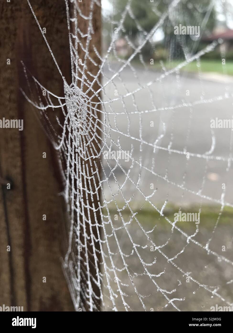 Frozen spider web Stock Photo - Alamy