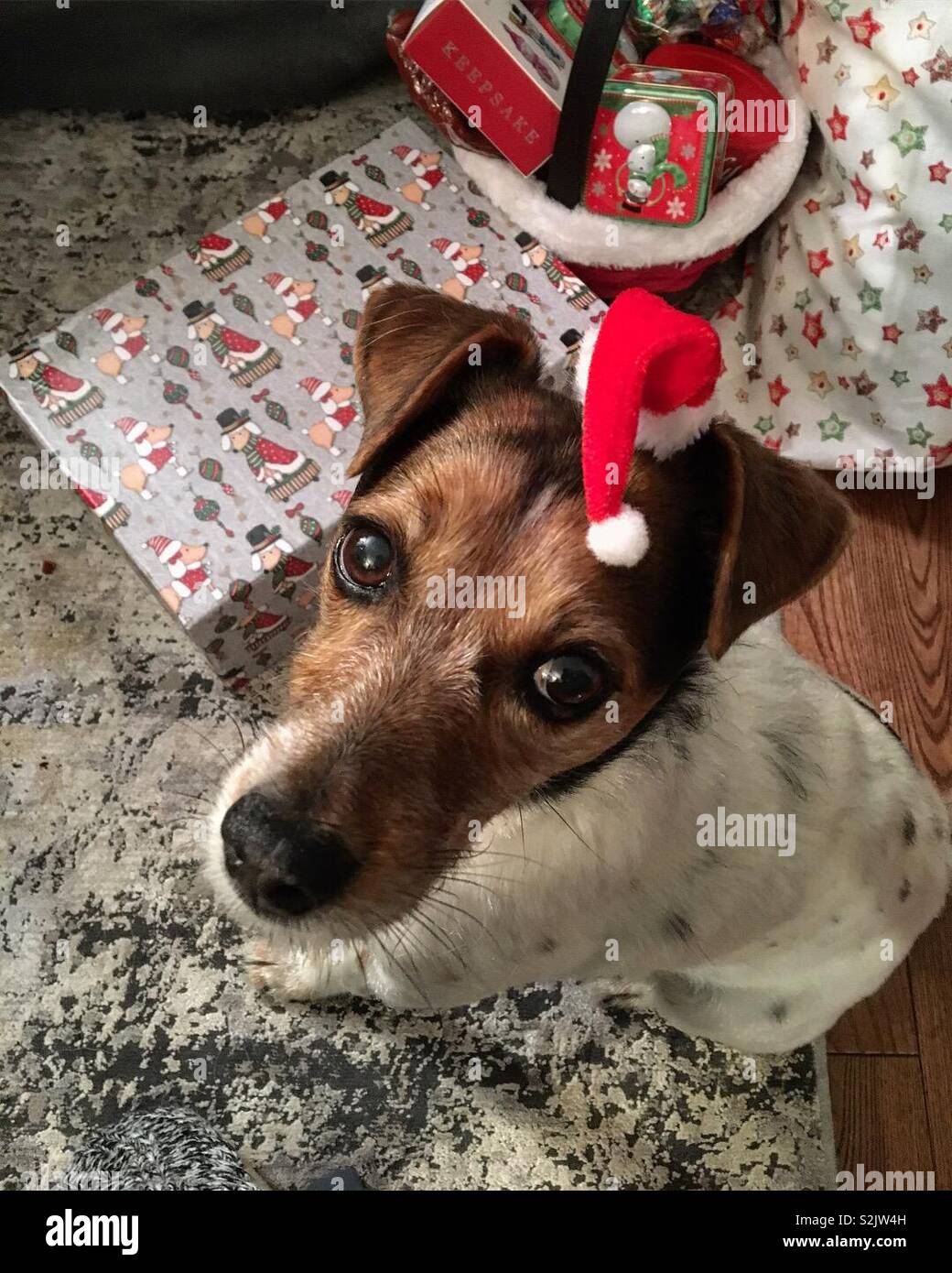Jack russell hat hi-res stock photography and images - Alamy