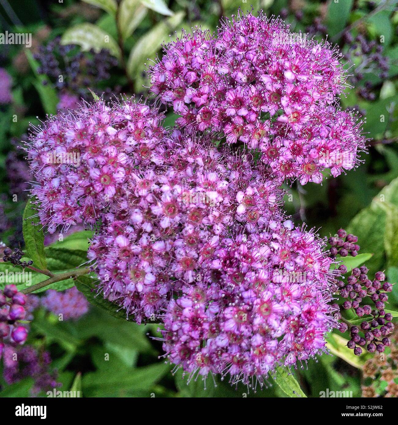 Spirea spring hi-res stock photography and images - Alamy