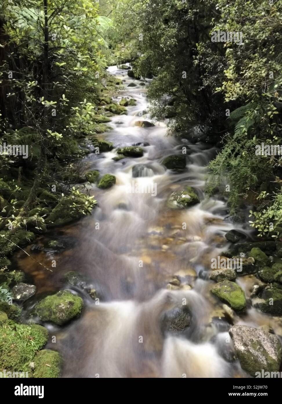 Stream through forest Stock Photo - Alamy