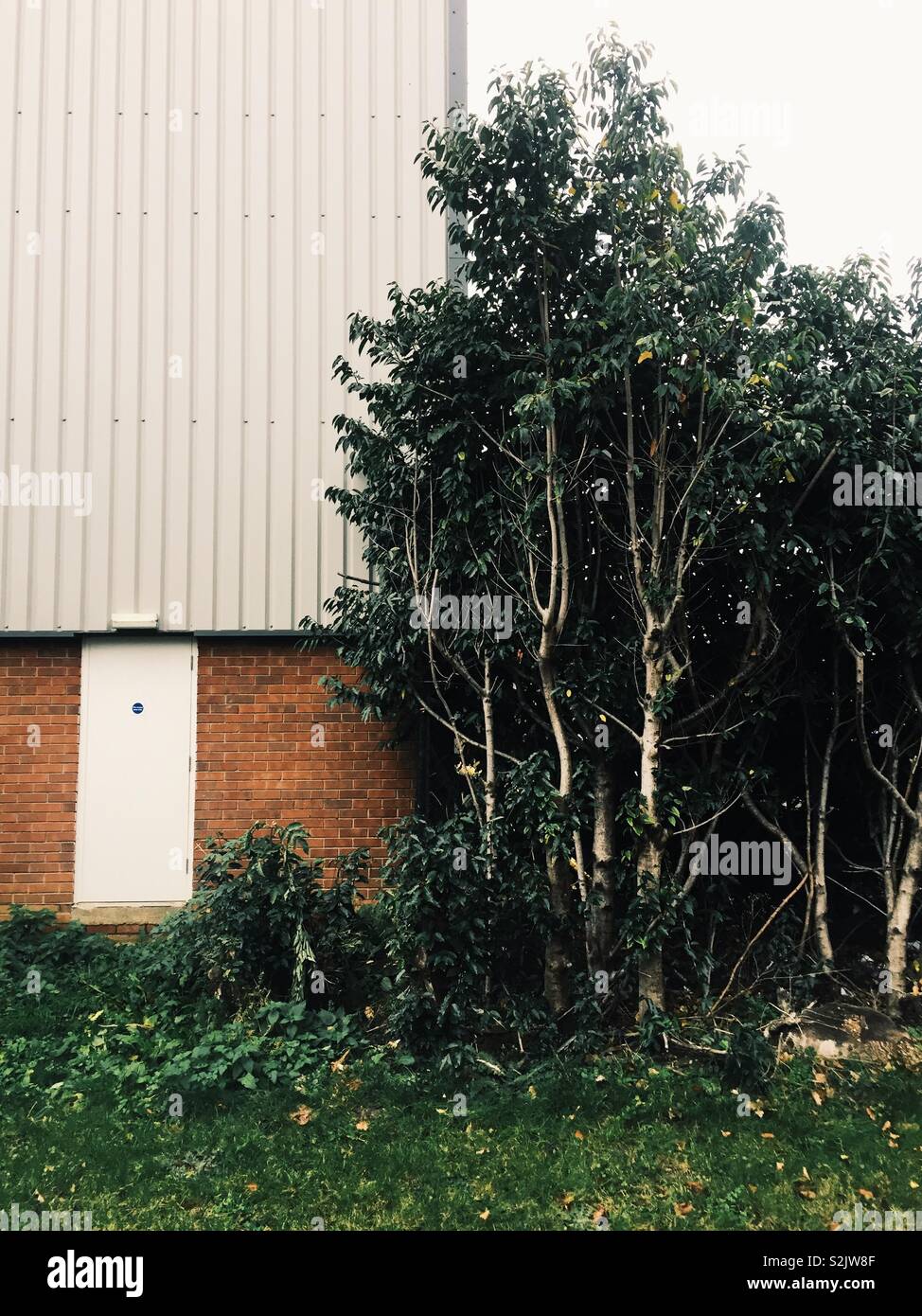 Trees growing next to industrial building Stock Photo - Alamy