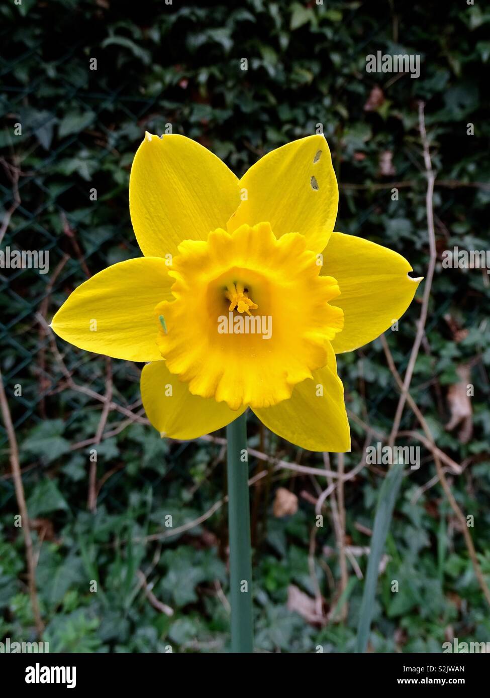 Single yellow daffodil on the first day of spring in England Stock ...