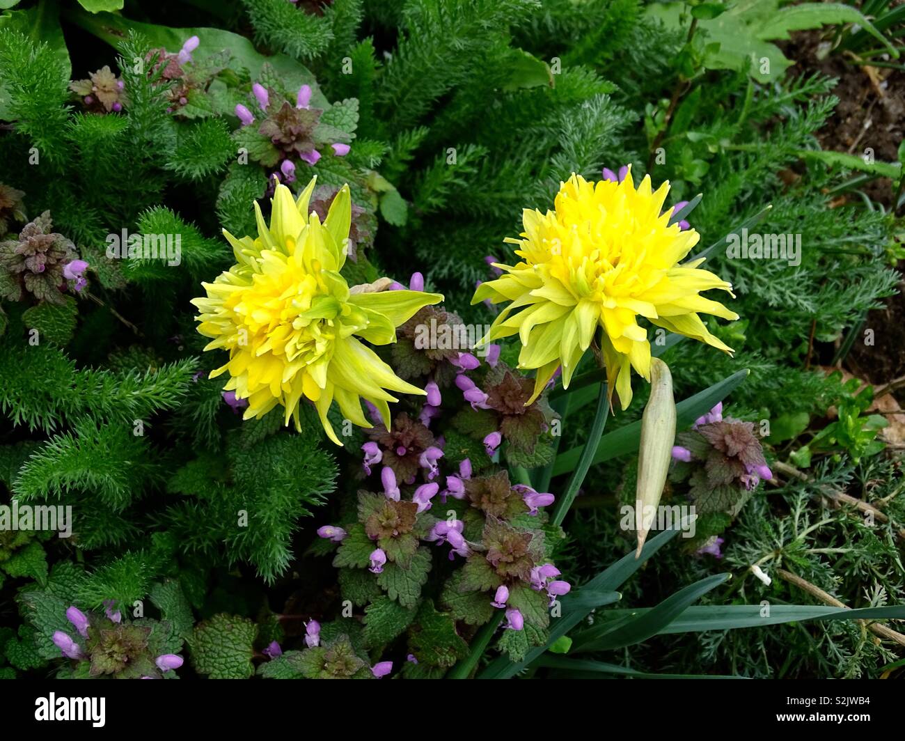 Yellow and purple flowers on the first day of spring in England Stock ...