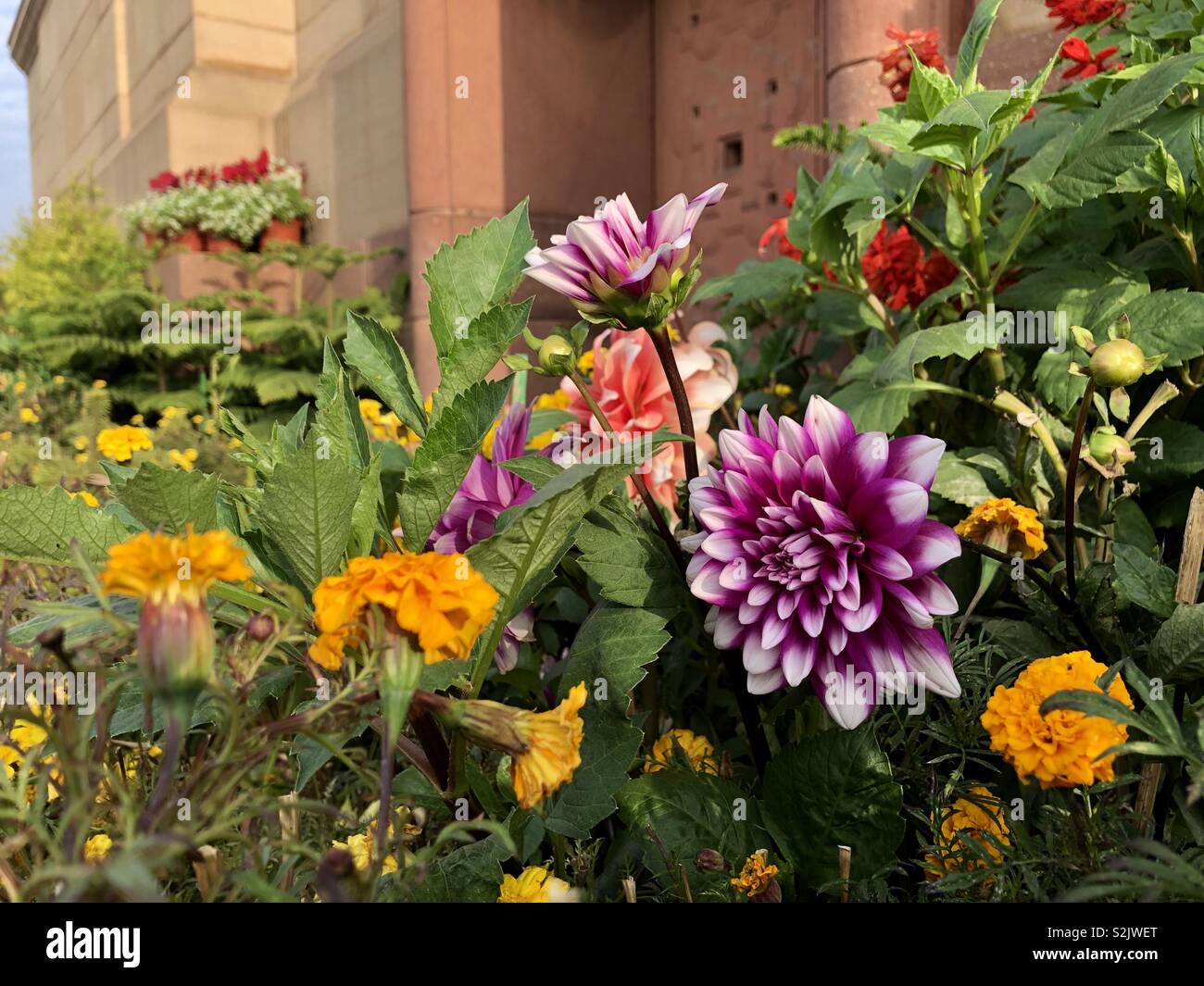 Purple Dahlia flower at India gate compound in New Delhi,India Stock ...