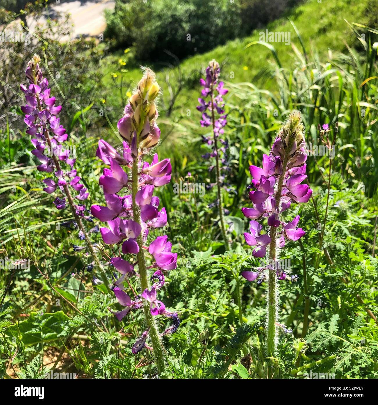 California superbloom wildflowers hi-res stock photography and images ...