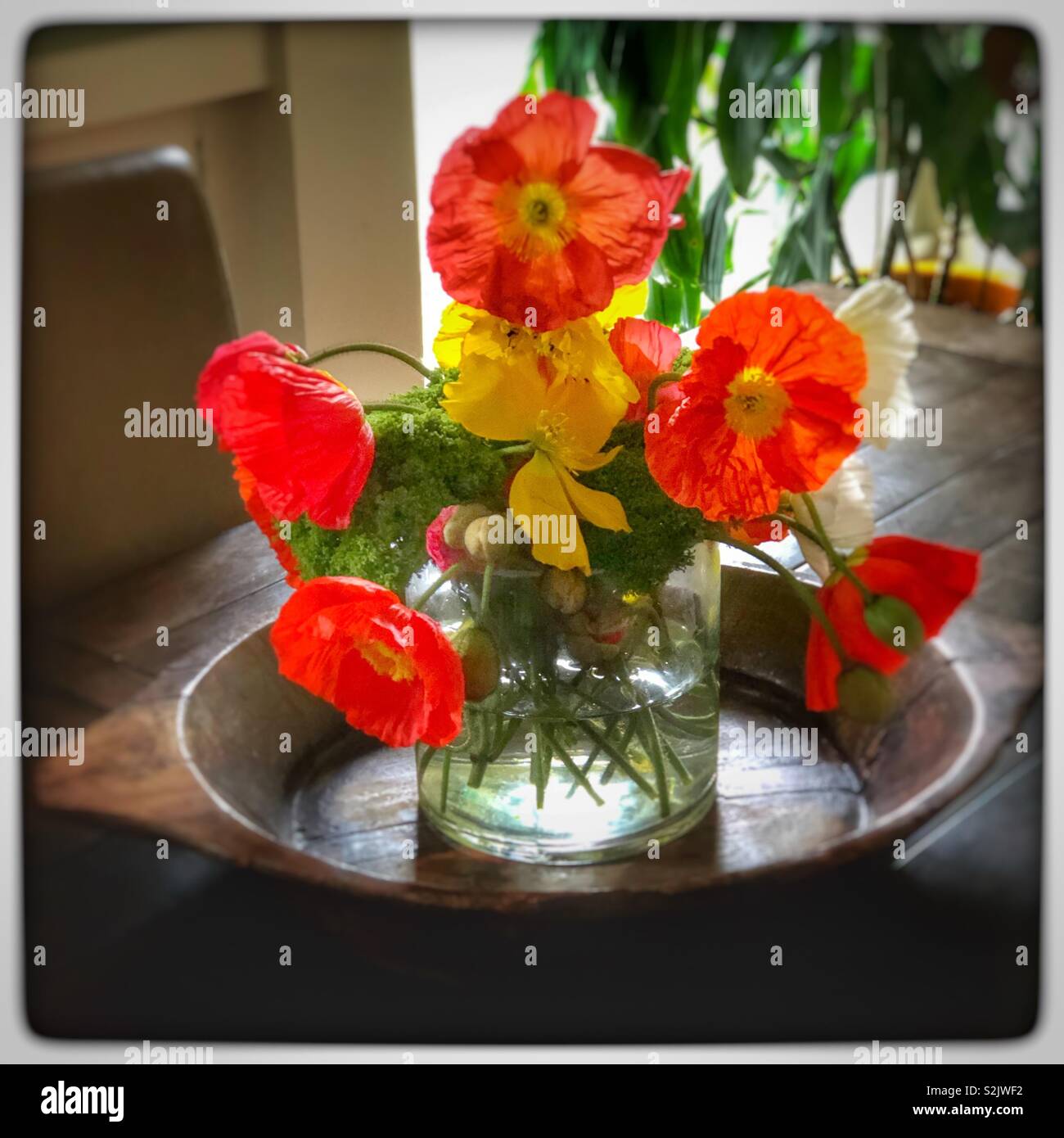 Poppy still life hi-res stock photography and images - Alamy
