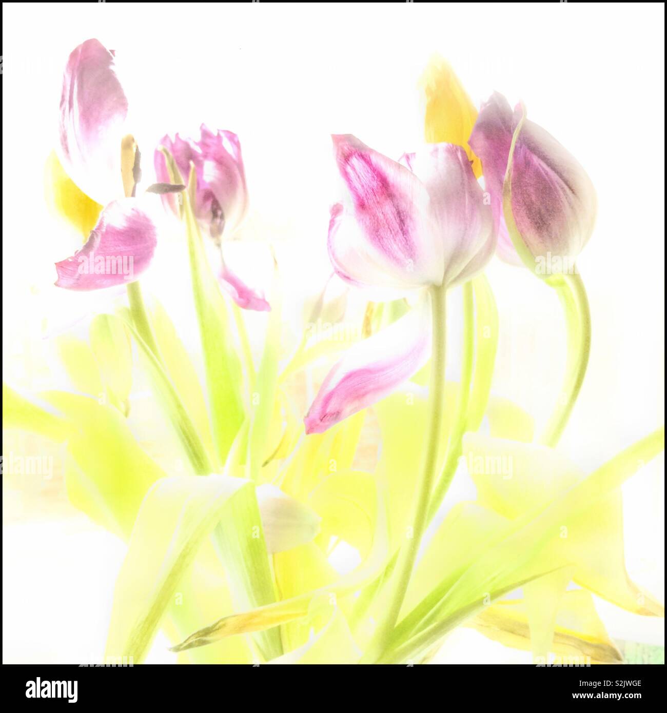 Faded tulips hi-res stock photography and images - Alamy