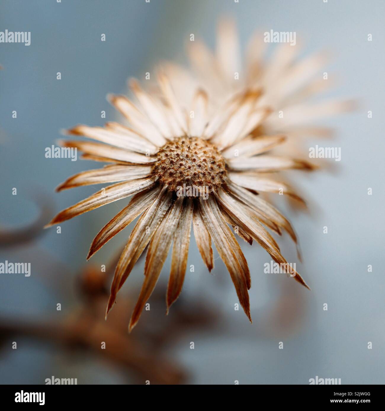 Plant brown hi-res stock photography and images - Alamy